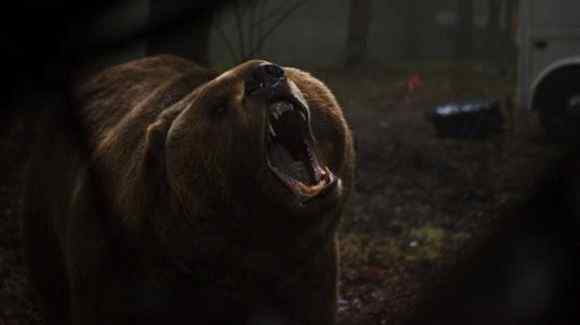First Trailer For The Nature Gone Amok Thriller ‘Grizzly’ Claws Its Way ...