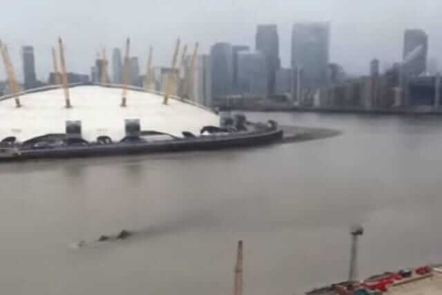What Was Swimming in the River Thames? – Horror Society