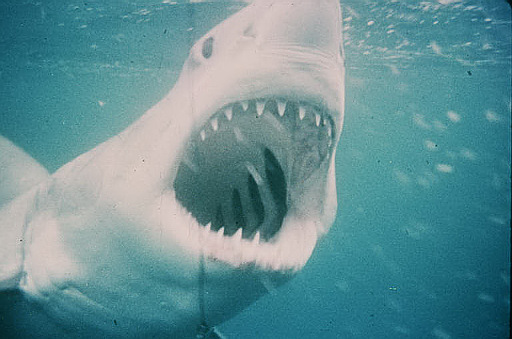 Jaws 50th Anniversary Edition Coming To Disc and Digital June 17 ...